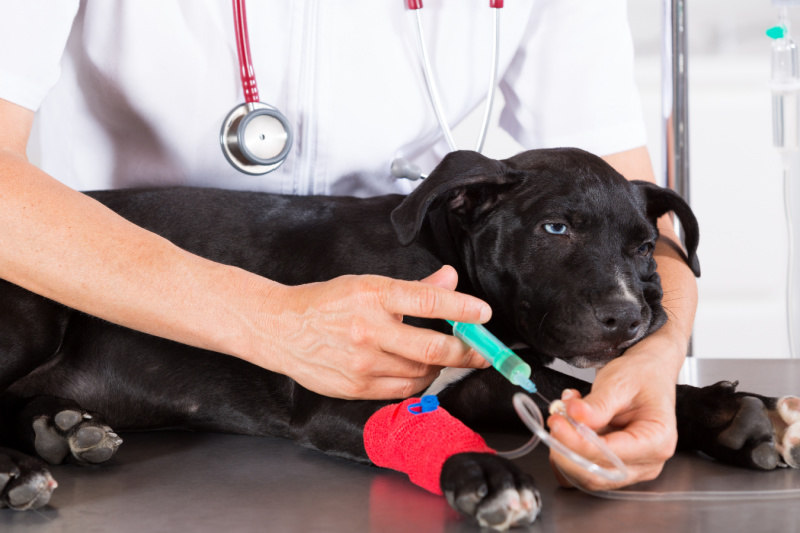 7 Tips On Selecting A Pet Insurance - Miss Molly Says