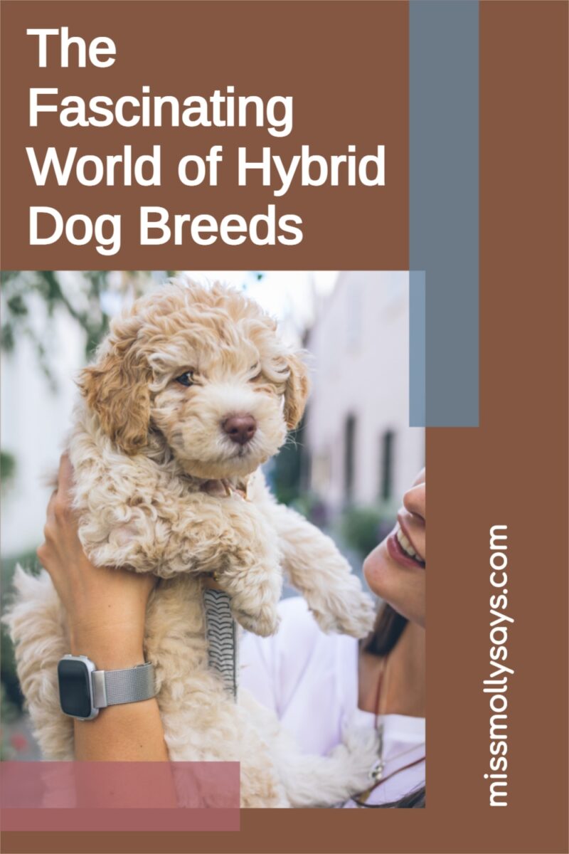The Fascinating World of Hybrid Dog Breeds - Miss Molly Says