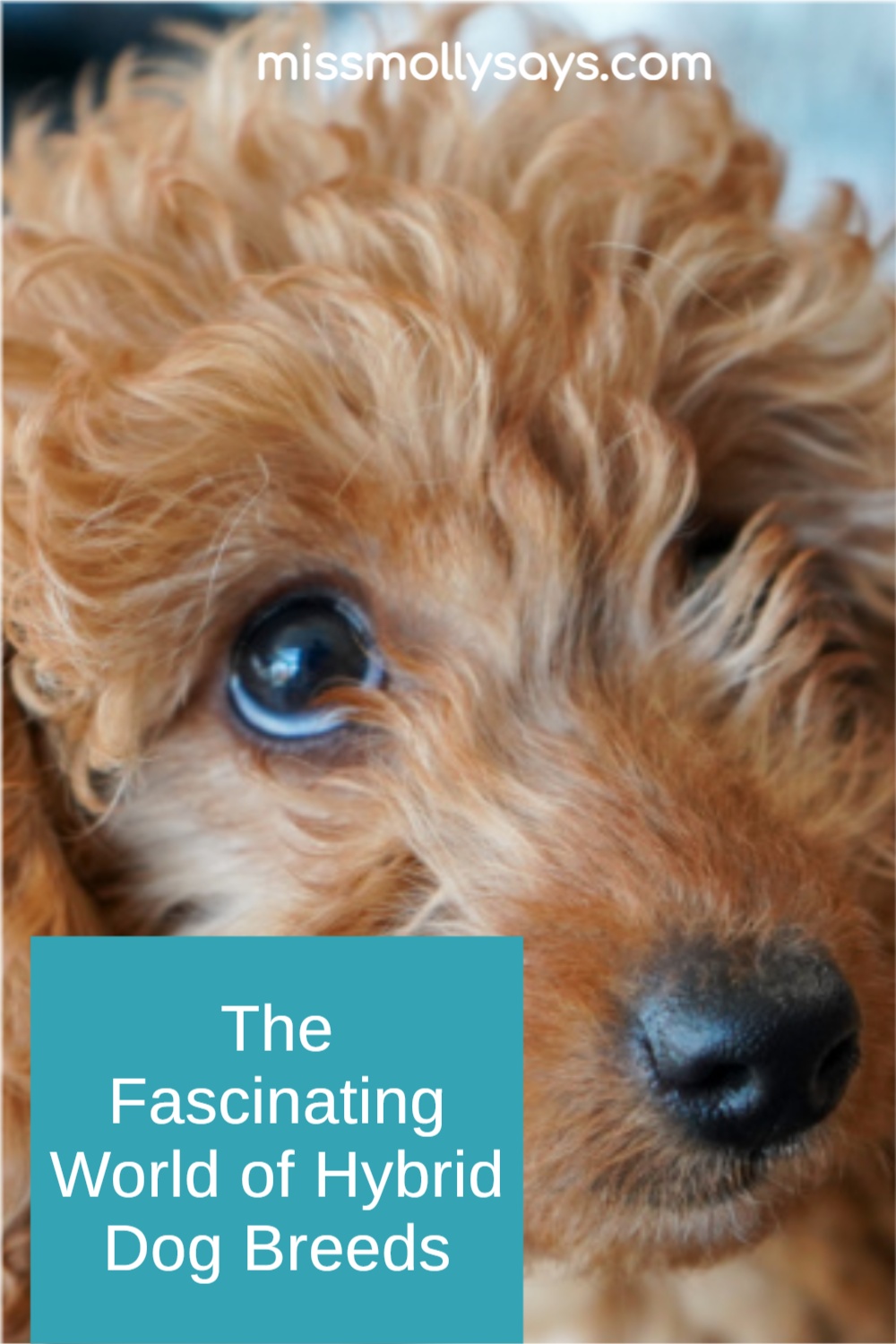 The Fascinating World of Hybrid Dog Breeds - Miss Molly Says
