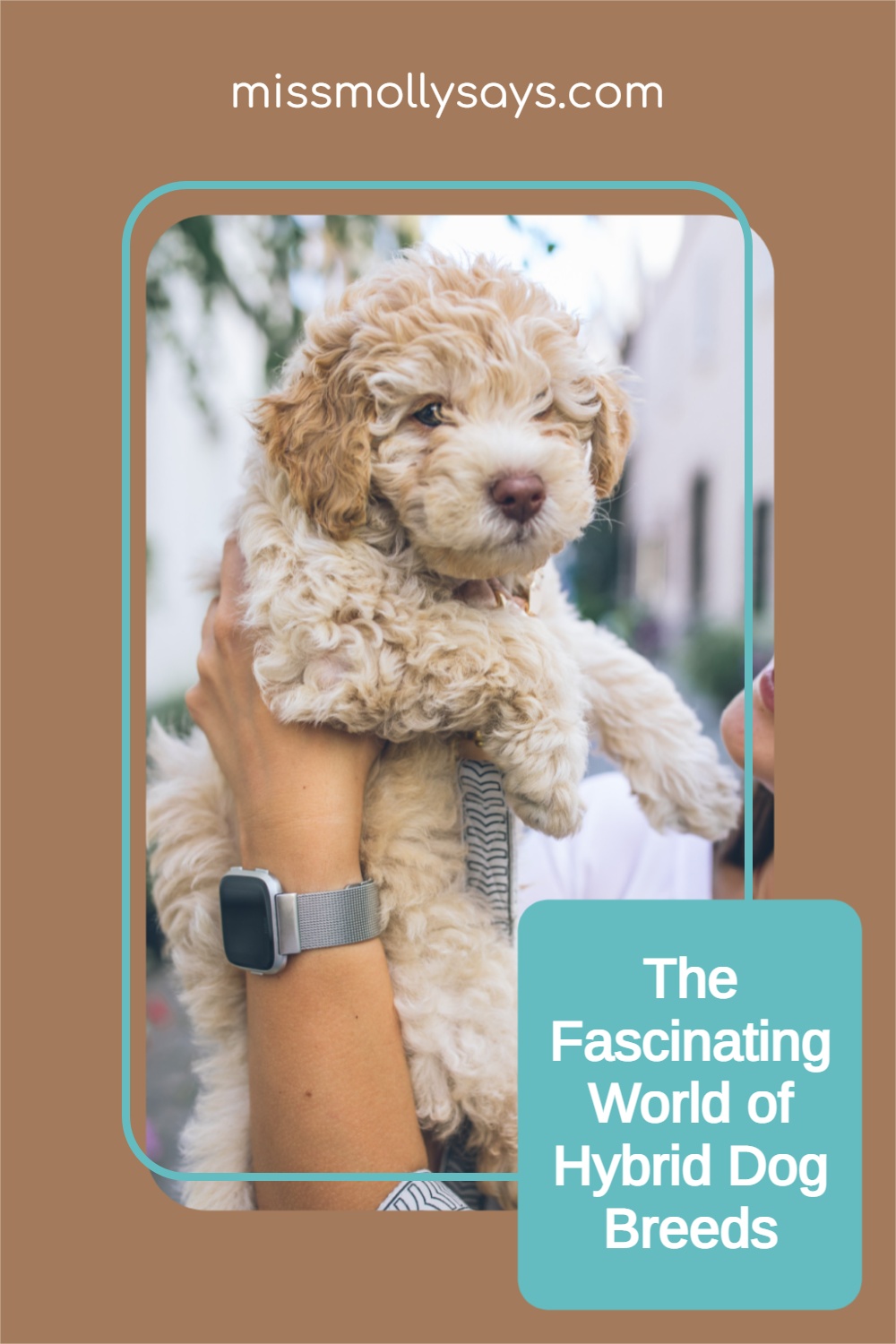 The Fascinating World of Hybrid Dog Breeds - Miss Molly Says