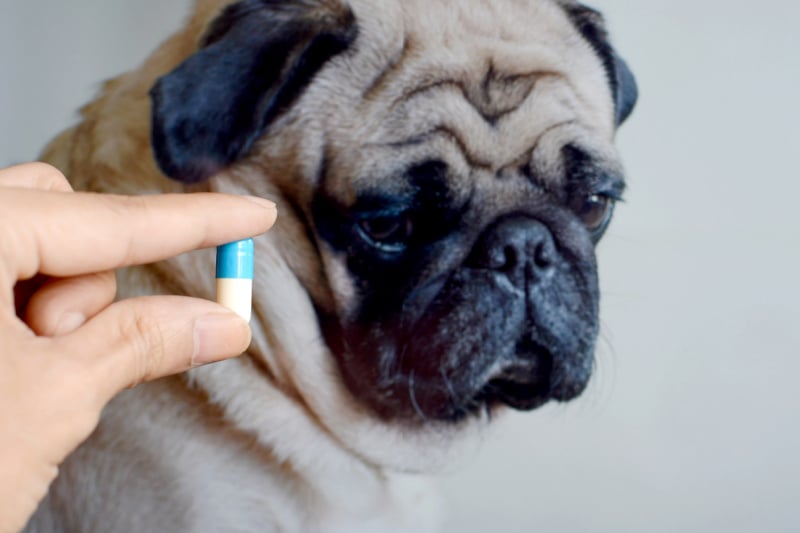 What to Know When Selecting Medication for Your Pet