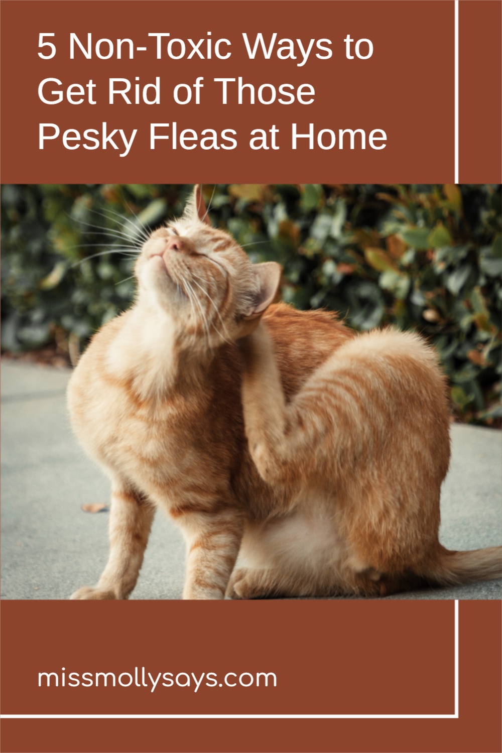 5 Non-Toxic Ways to Get Rid of Those Pesky Fleas at Home