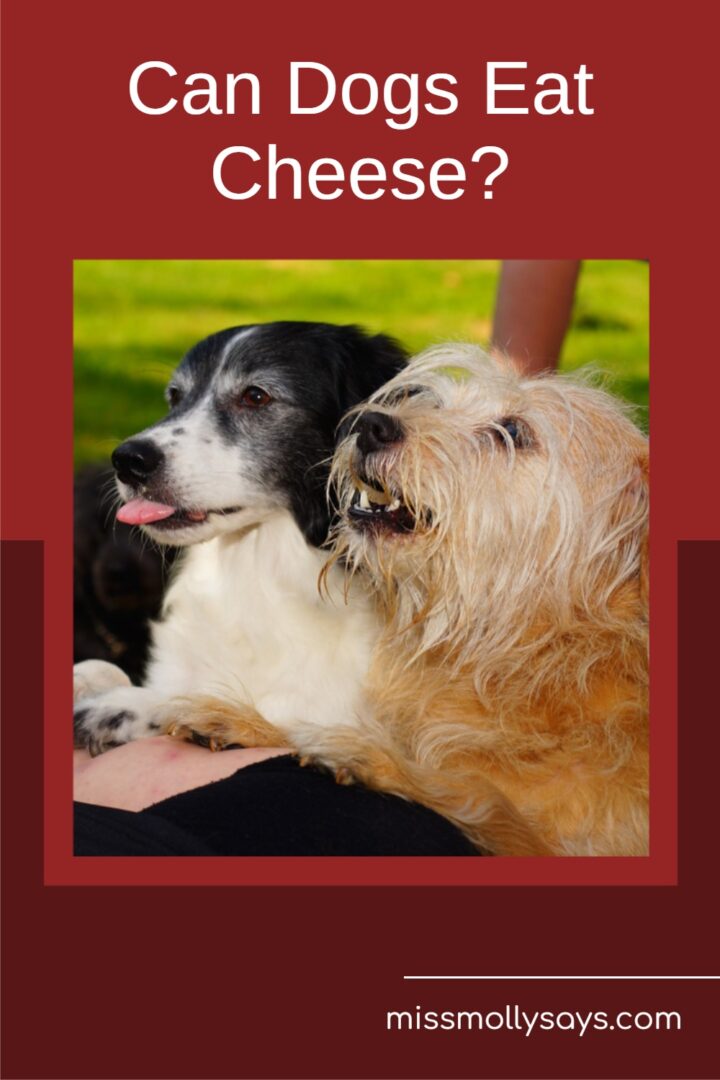 Can Dogs Eat Cheese? Is It Safe or Risky for Their Health?