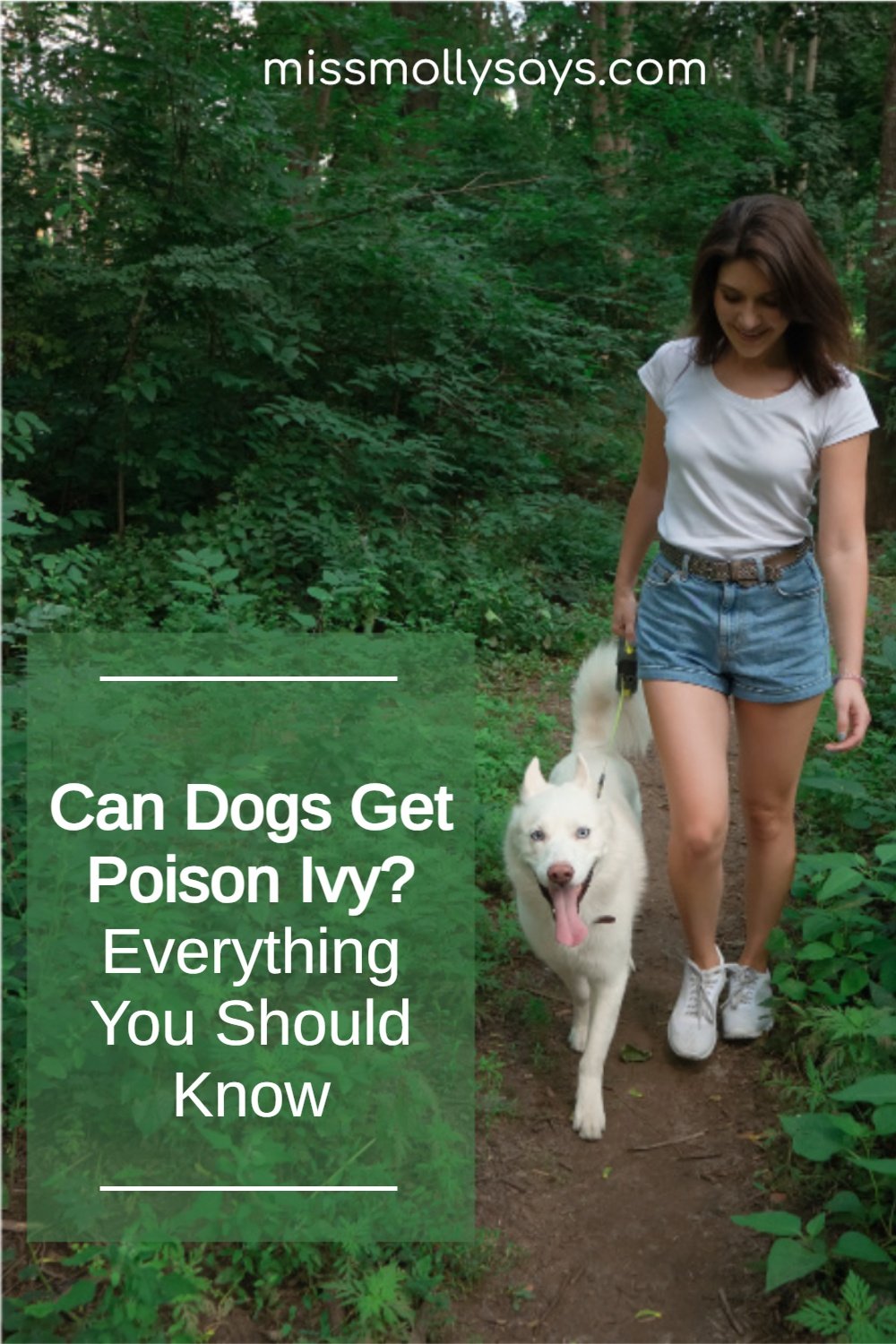 Can Dogs Get Poison Ivy? Everything You Should Know