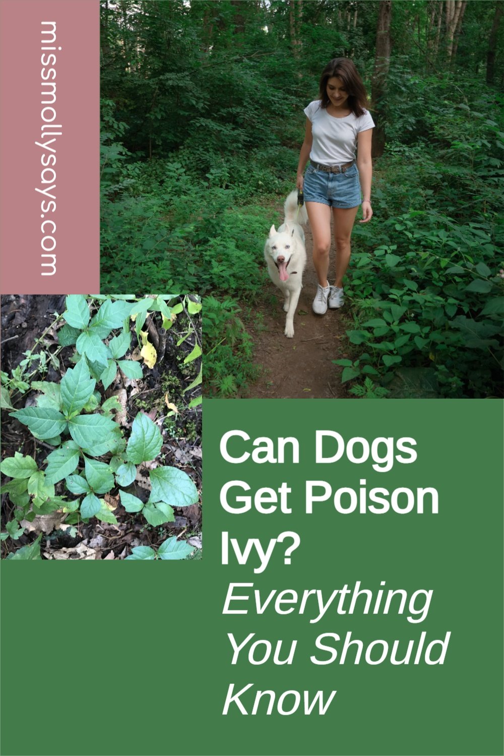 Can Dogs Get Poison Ivy? Everything You Should Know
