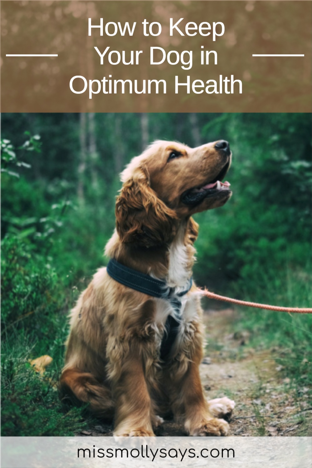 How to Keep Your Dog in Optimum Health - Miss Molly Says