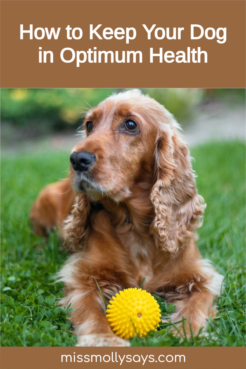 How to Keep Your Dog in Optimum Health - Miss Molly Says