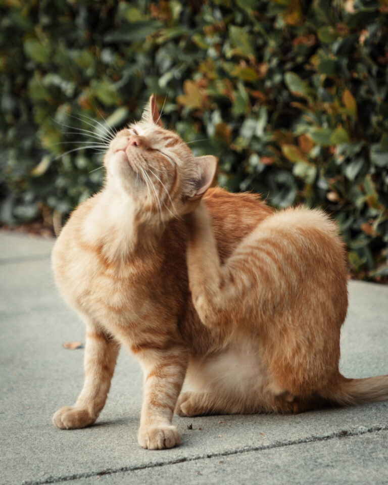 5 Non-Toxic Ways to Get Rid of Those Pesky Fleas at Home