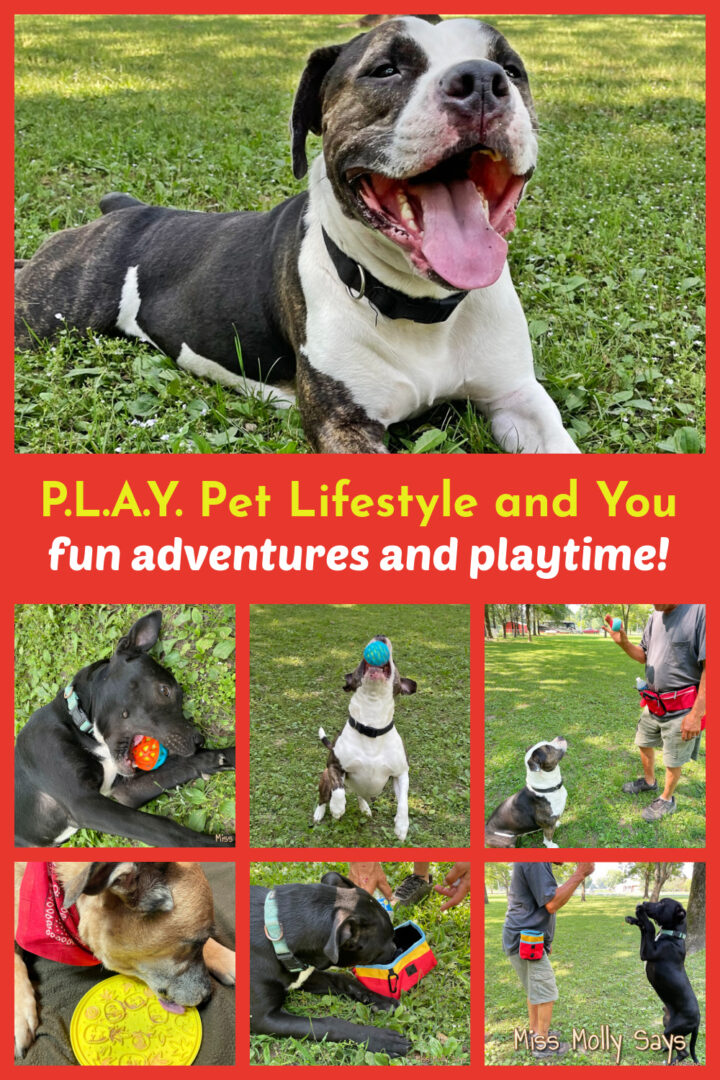 P.L.A.Y. Pet Products and Toys for Fun Adventures and Playtime!