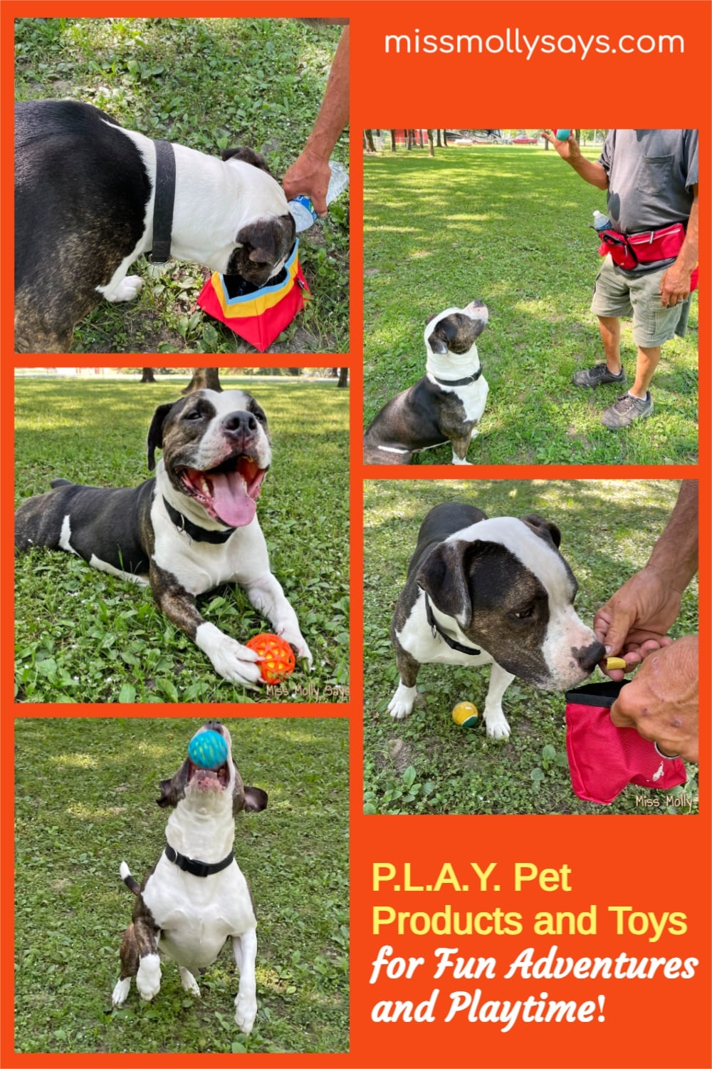P.L.A.Y. Pet Products and Toys for Fun Adventures and Playtime!
