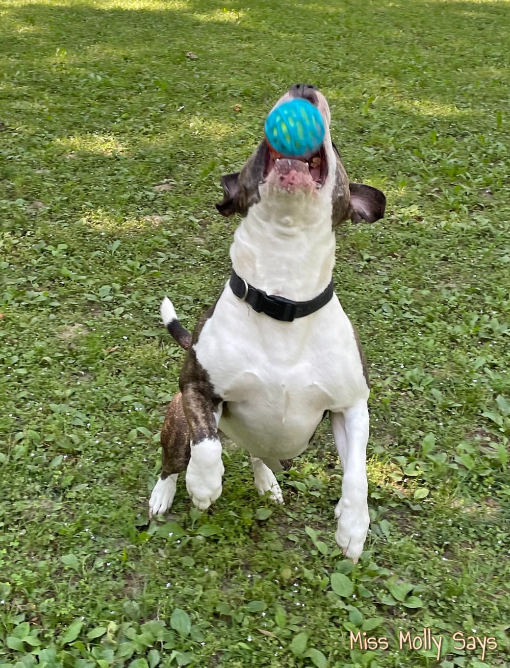P.L.A.Y. Pet Products and Toys for Fun Adventures and Playtime!