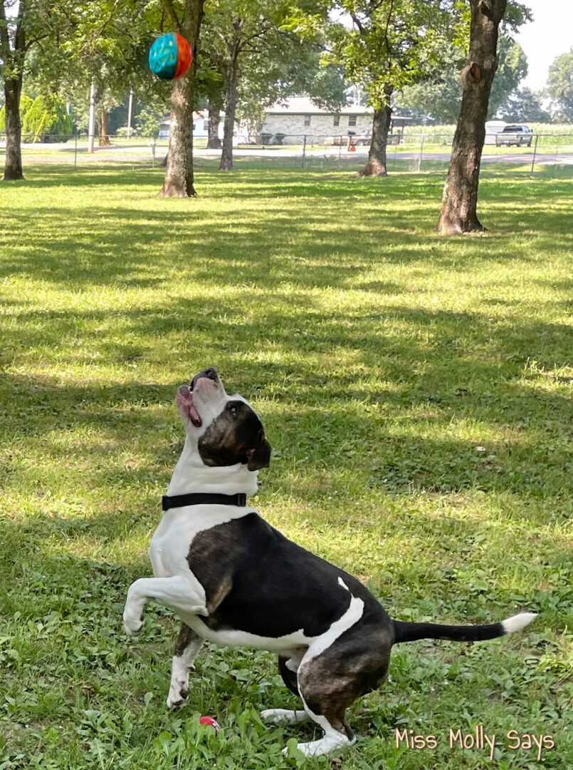 P.L.A.Y. Pet Products and Toys for Fun Adventures and Playtime!