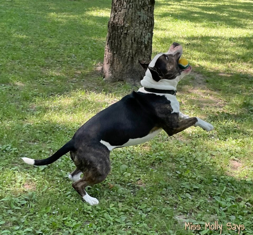 P.L.A.Y. Pet Products and Toys for Fun Adventures and Playtime!