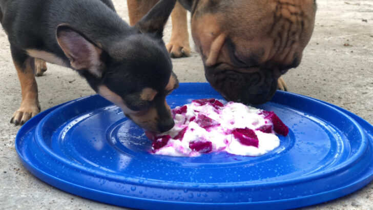 Can Dogs Eat Beets? Find out in this Comprehensive Guide