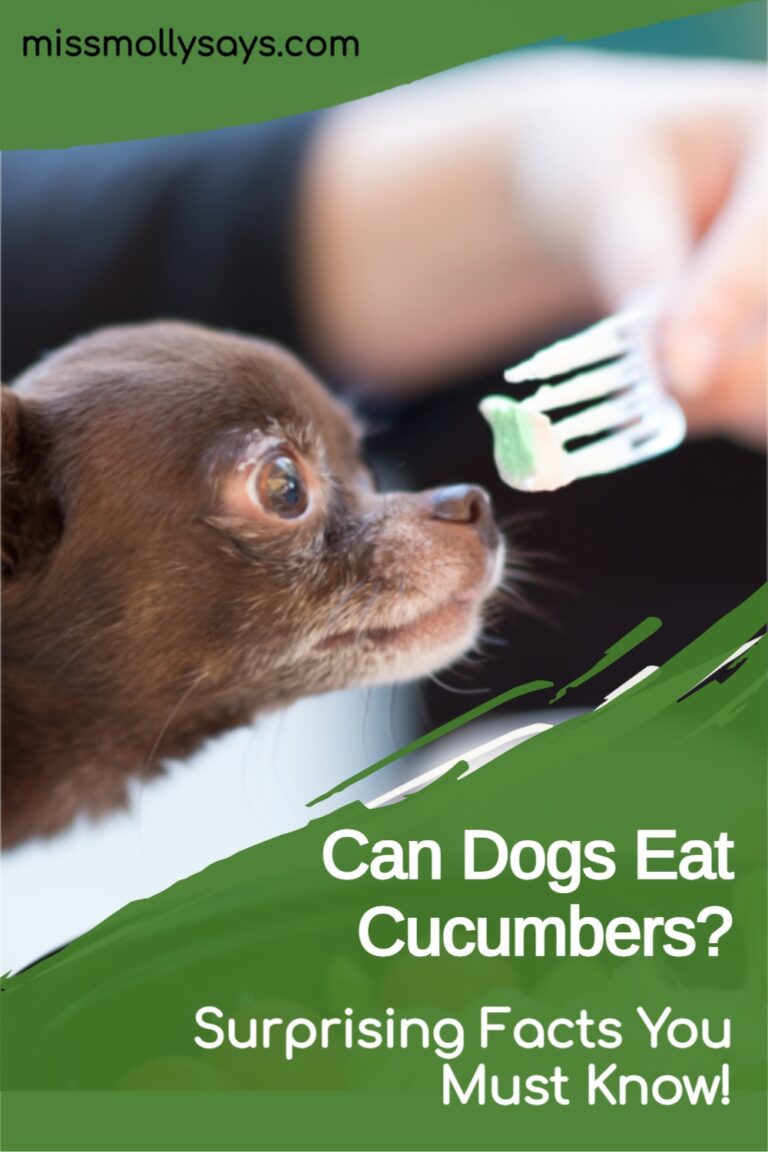 Can Dogs Eat Cucumbers? Surprising Facts You Must Know! - Miss Molly Says
