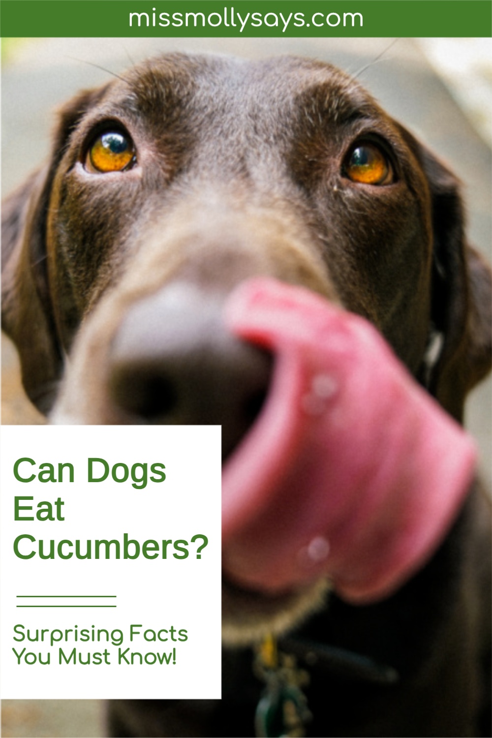 Can Dogs Eat Cucumbers? Surprising Facts You Must Know! - Miss Molly Says