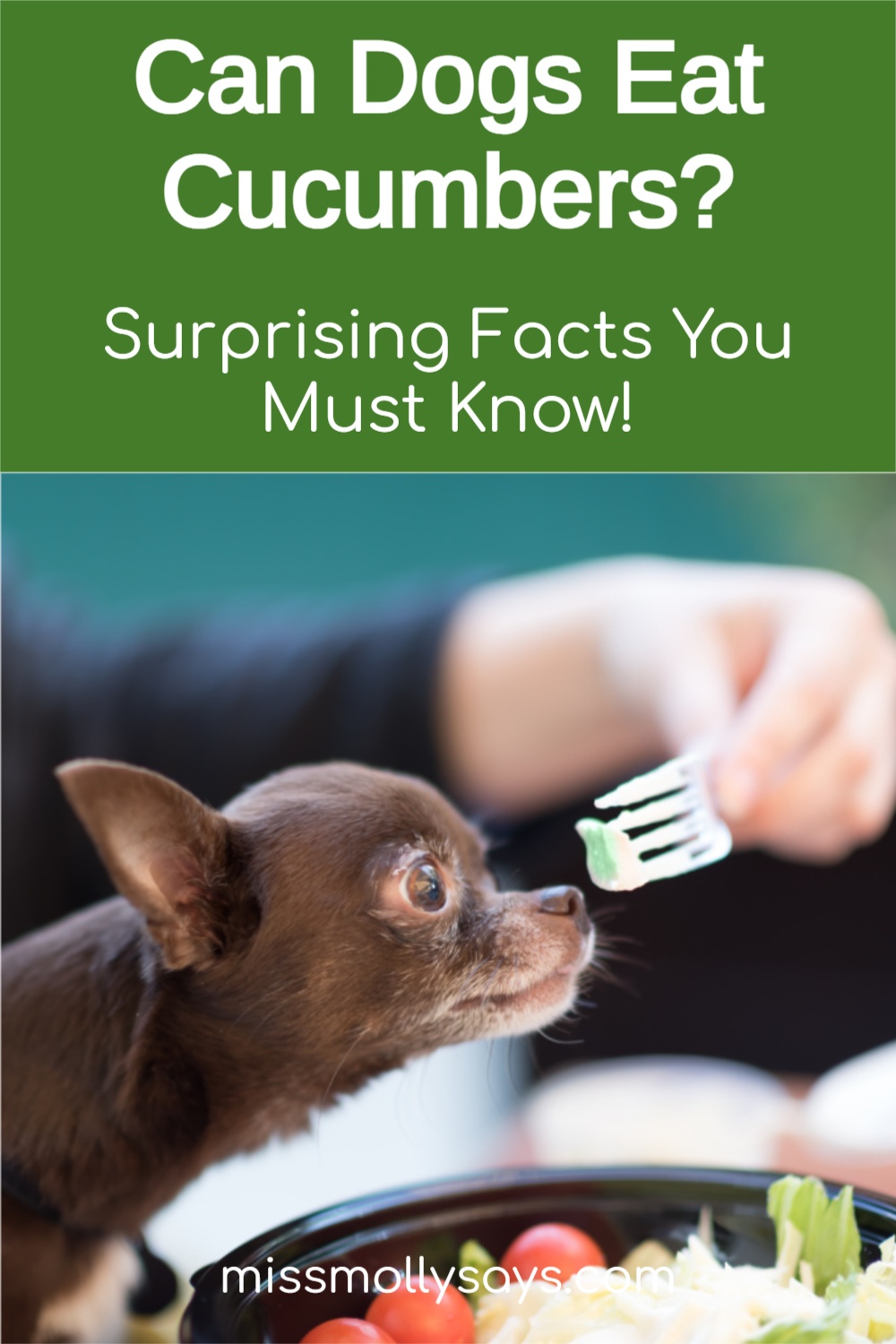 Can Dogs Eat Cucumbers? Surprising Facts You Must Know! - Miss Molly Says