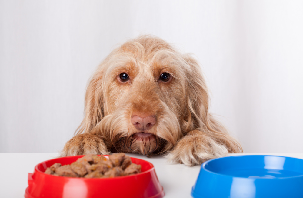 Understanding Pet Food Flavoring Enhancers: Enhancing Taste and Nutrition