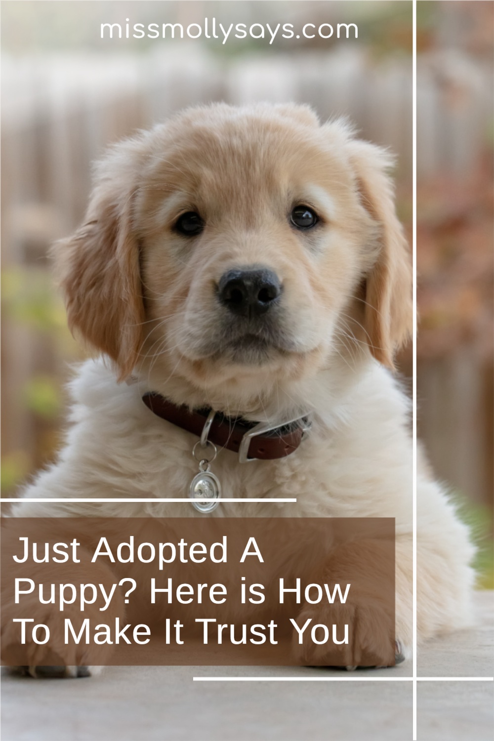 Just Adopted A Puppy? Here is How To Make It Trust You - Miss Molly Says
