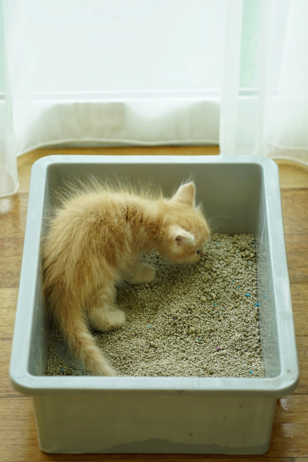 Understanding Tofu Cat Litter: A Sustainable and Odor-Control Solution