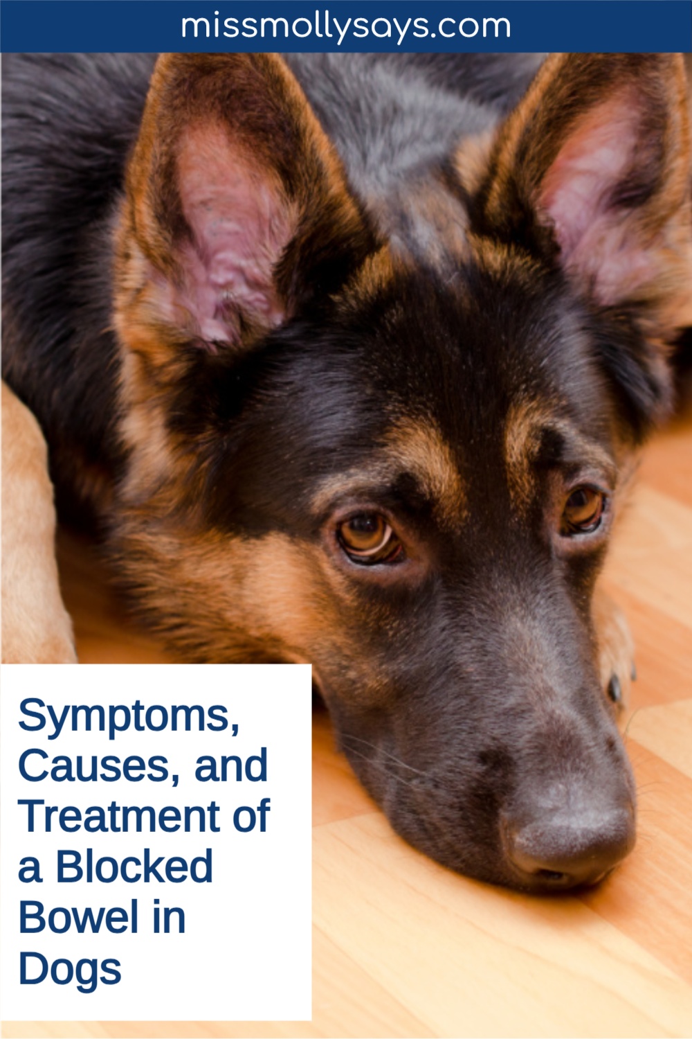 Blocked Bowel in Dogs: Symptoms, Causes, and Treatment - Miss Molly Says