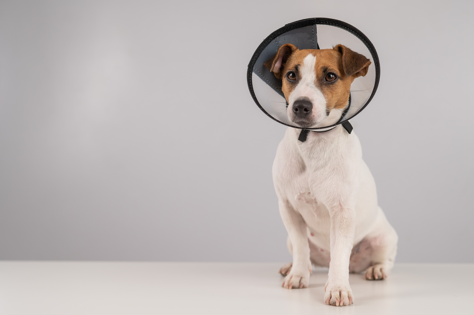 Preparing Your Dog For An Orthopedic Surgery: A 9-Step Guide