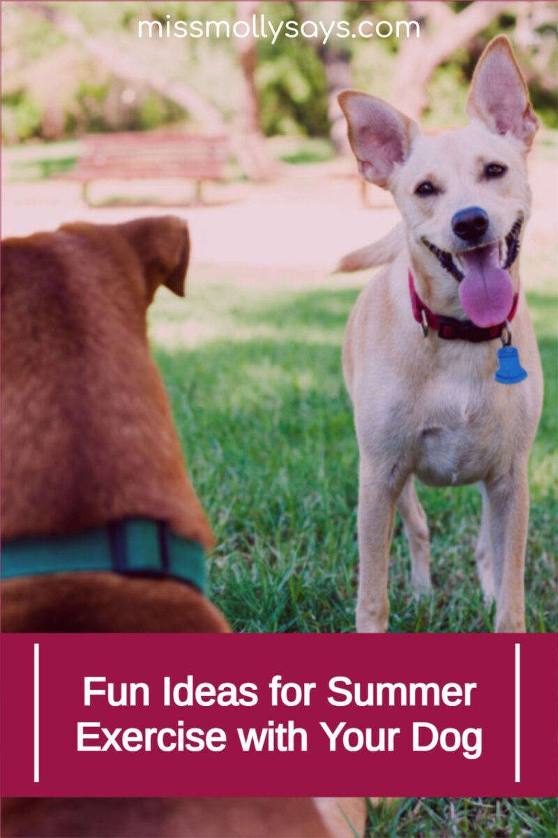 Fun Ideas for Summer Exercise with Your Dog - Miss Molly Says