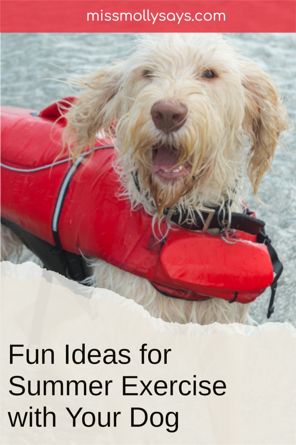 Fun Ideas for Summer Exercise with Your Dog - Miss Molly Says