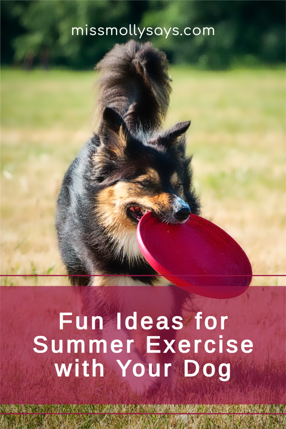 Fun Ideas for Summer Exercise with Your Dog - Miss Molly Says