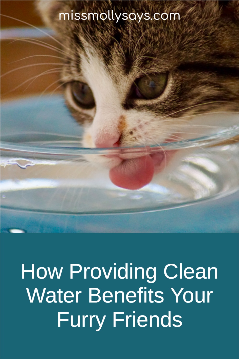 How Providing Clean Water Benefits Your Furry Friends - Miss Molly Says