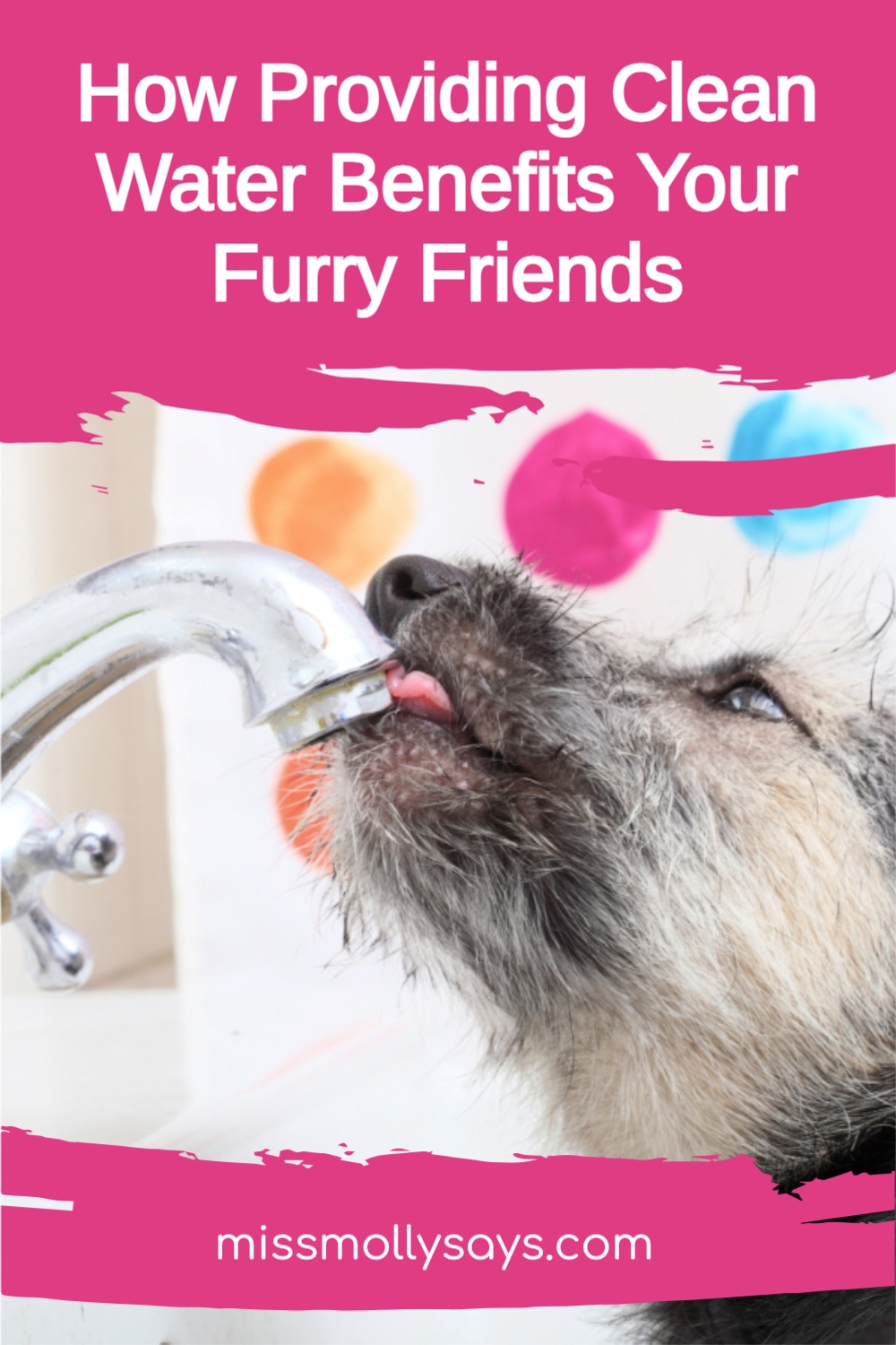 How Providing Clean Water Benefits Your Furry Friends - Miss Molly Says