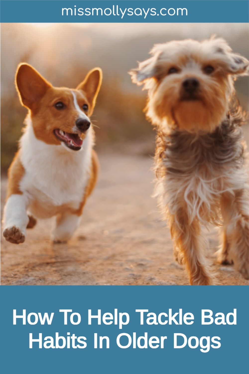 How To Help Tackle Bad Habits In Older Dogs - Miss Molly Says