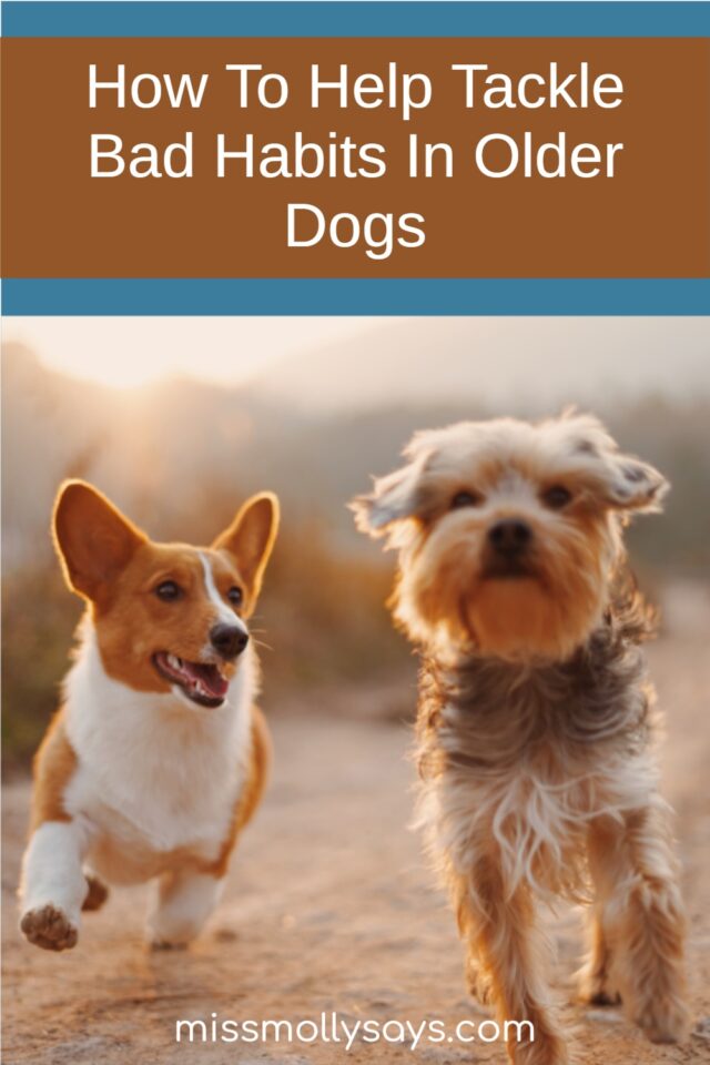 How To Help Tackle Bad Habits In Older Dogs - Miss Molly Says