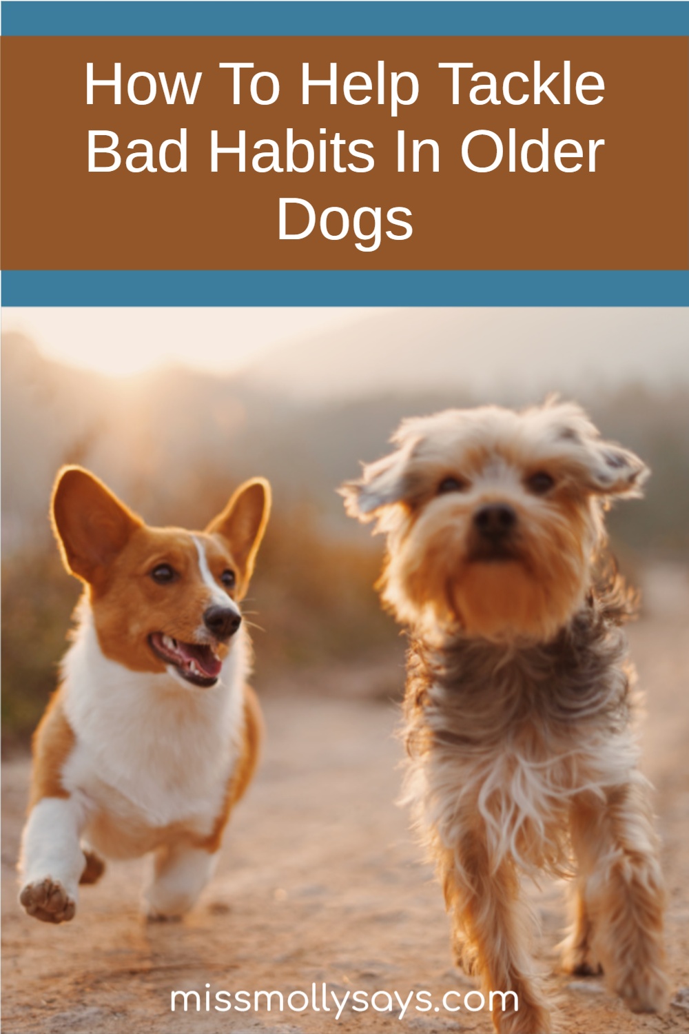 How To Help Tackle Bad Habits In Older Dogs - Miss Molly Says