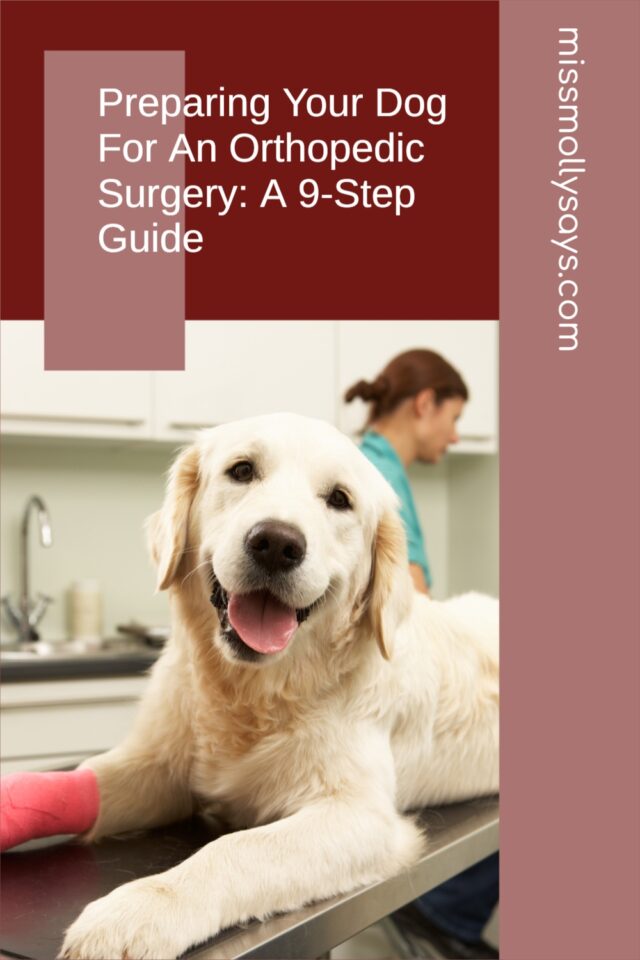 Preparing Your Dog For An Orthopedic Surgery: A 9-Step Guide
