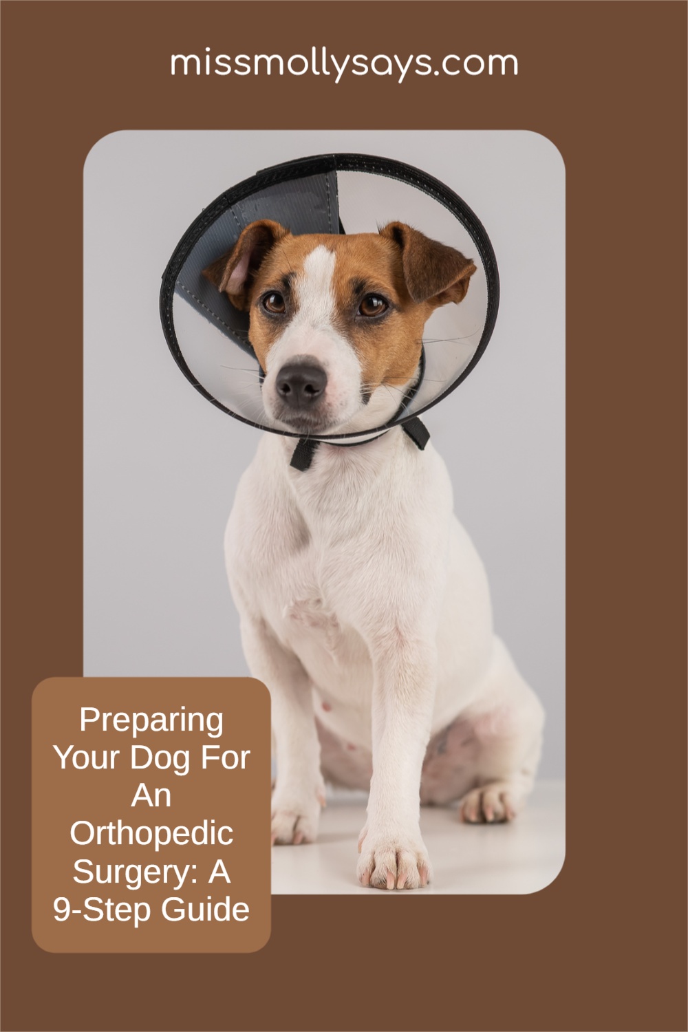 Preparing Your Dog For An Orthopedic Surgery: A 9-Step Guide
