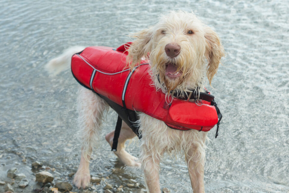 Fun Ideas for Summer Exercise with Your Dog - Miss Molly Says