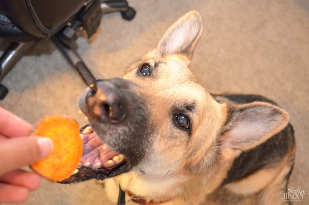 13 of the BEST Homemade Sweet Potato Dog Treats - Miss Molly Says