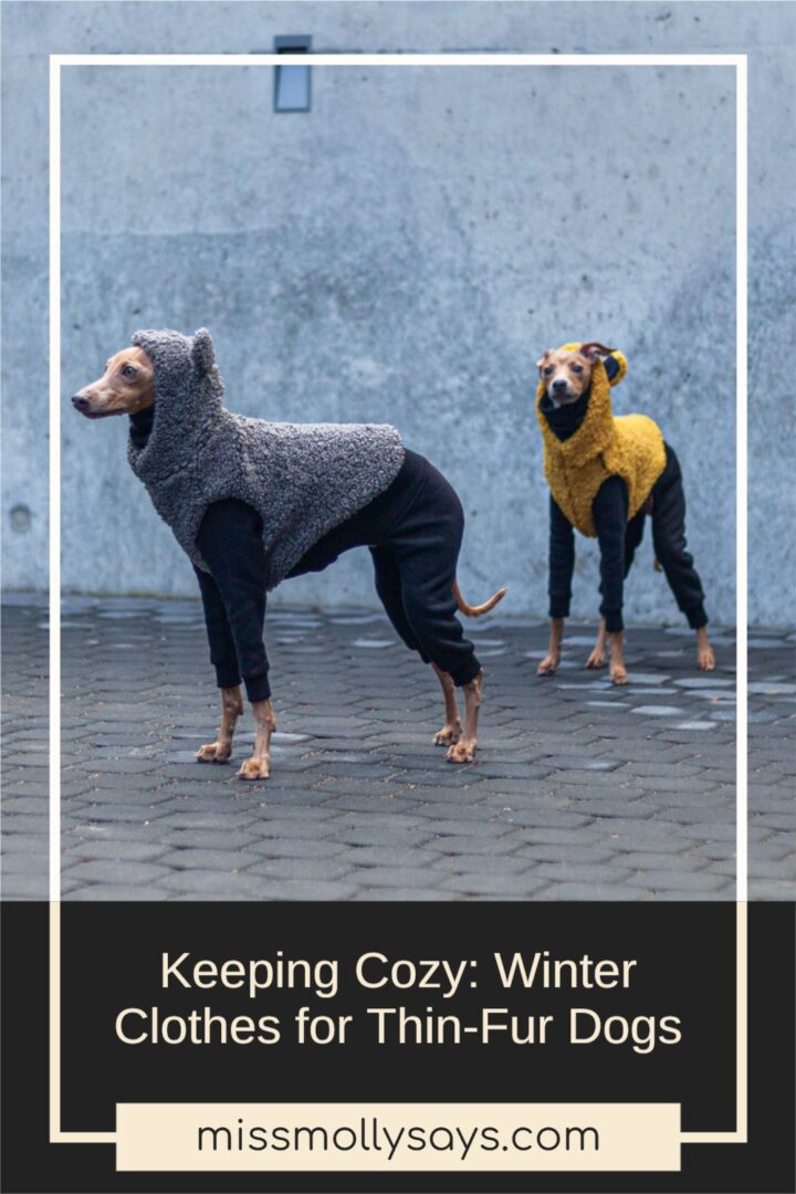 Keeping Cozy: Winter Clothes for Thin-Fur Dogs - Miss Molly Says