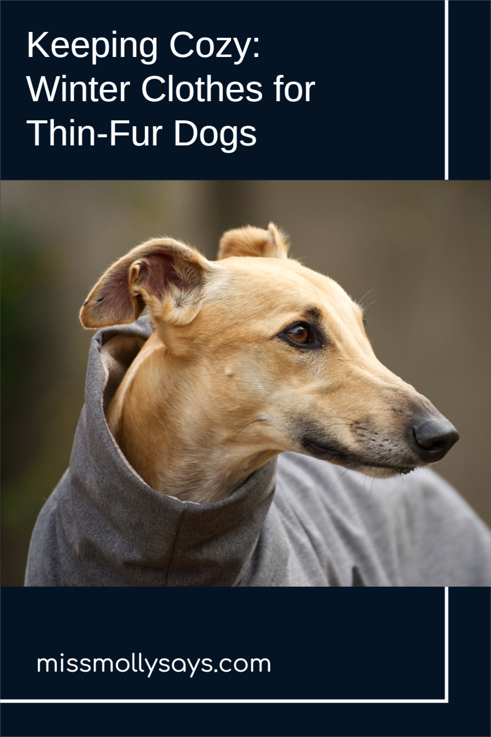 Keeping Cozy: Winter Clothes for Thin-Fur Dogs - Miss Molly Says