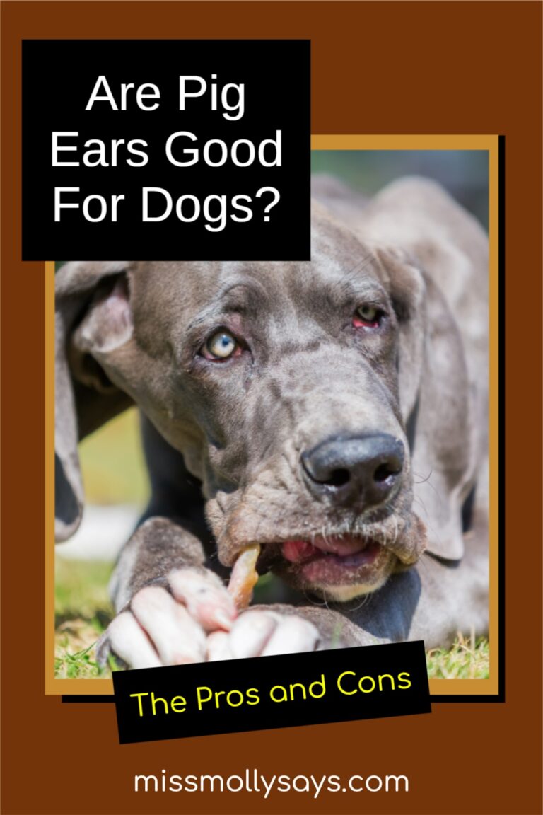 Are Pig Ears Good For Dogs? The Pros and Cons - Miss Molly Says