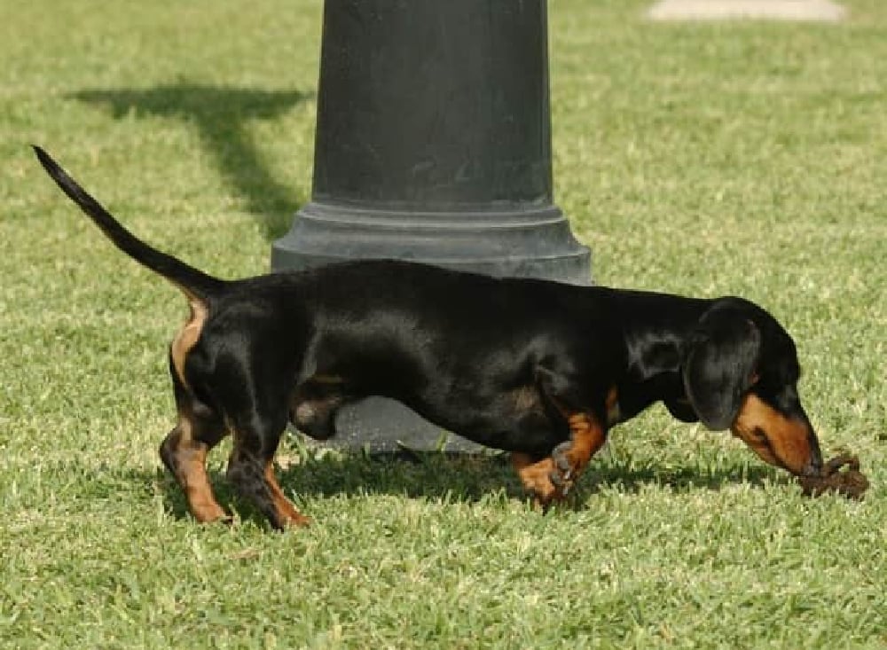 Why Dogs Eat Poop and How to Address It - Miss Molly Says