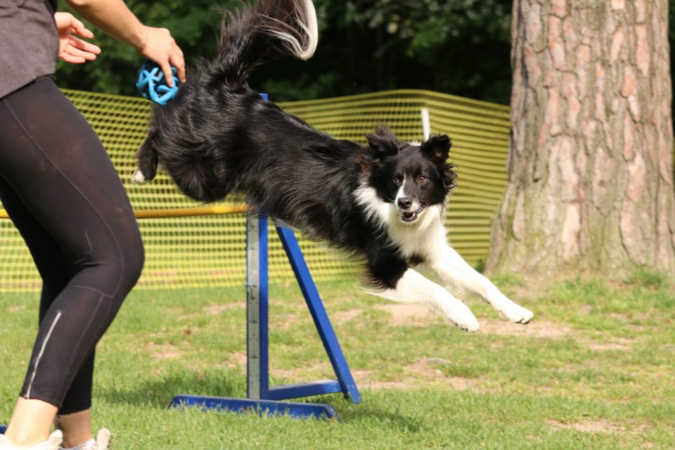 Border Collie Traits and Personality: What You Need to Know