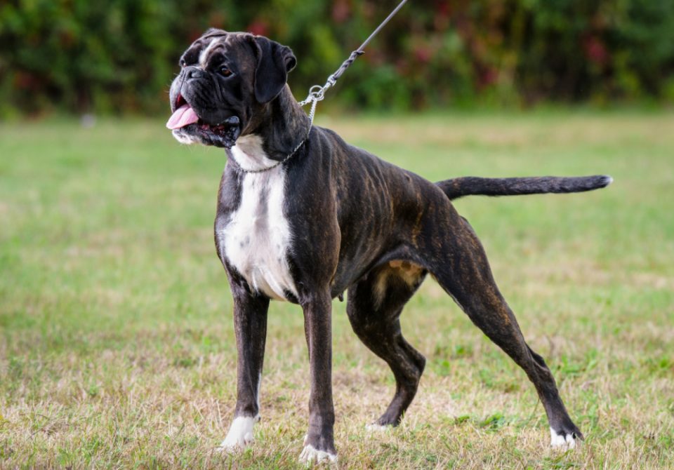 Everything You Need to Know About Owning a Boxer - Miss Molly Says