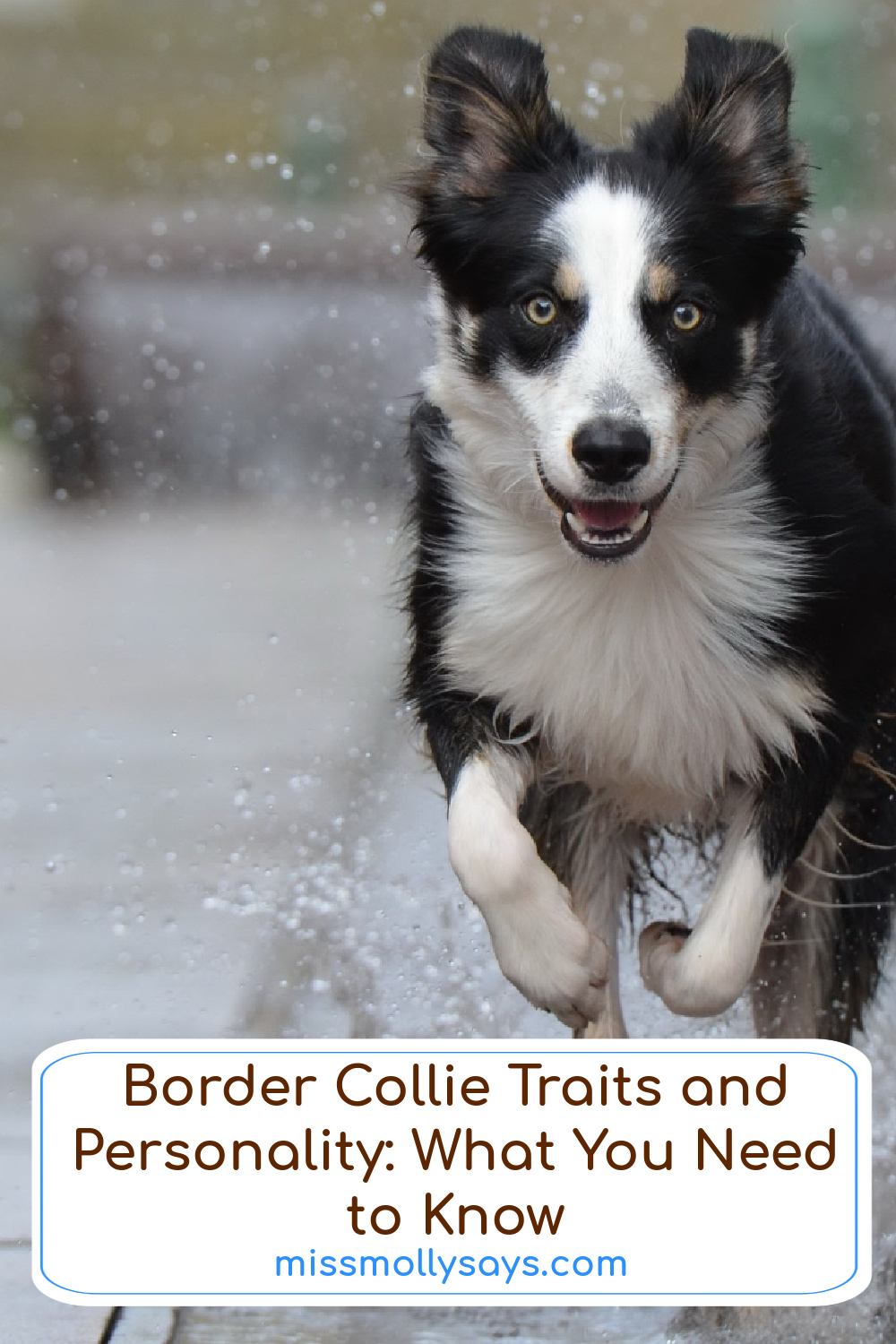 Border Collie Traits and Personality: What You Need to Know