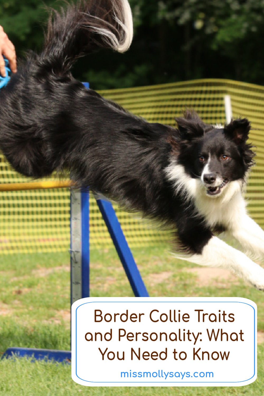 Border Collie Traits and Personality: What You Need to Know