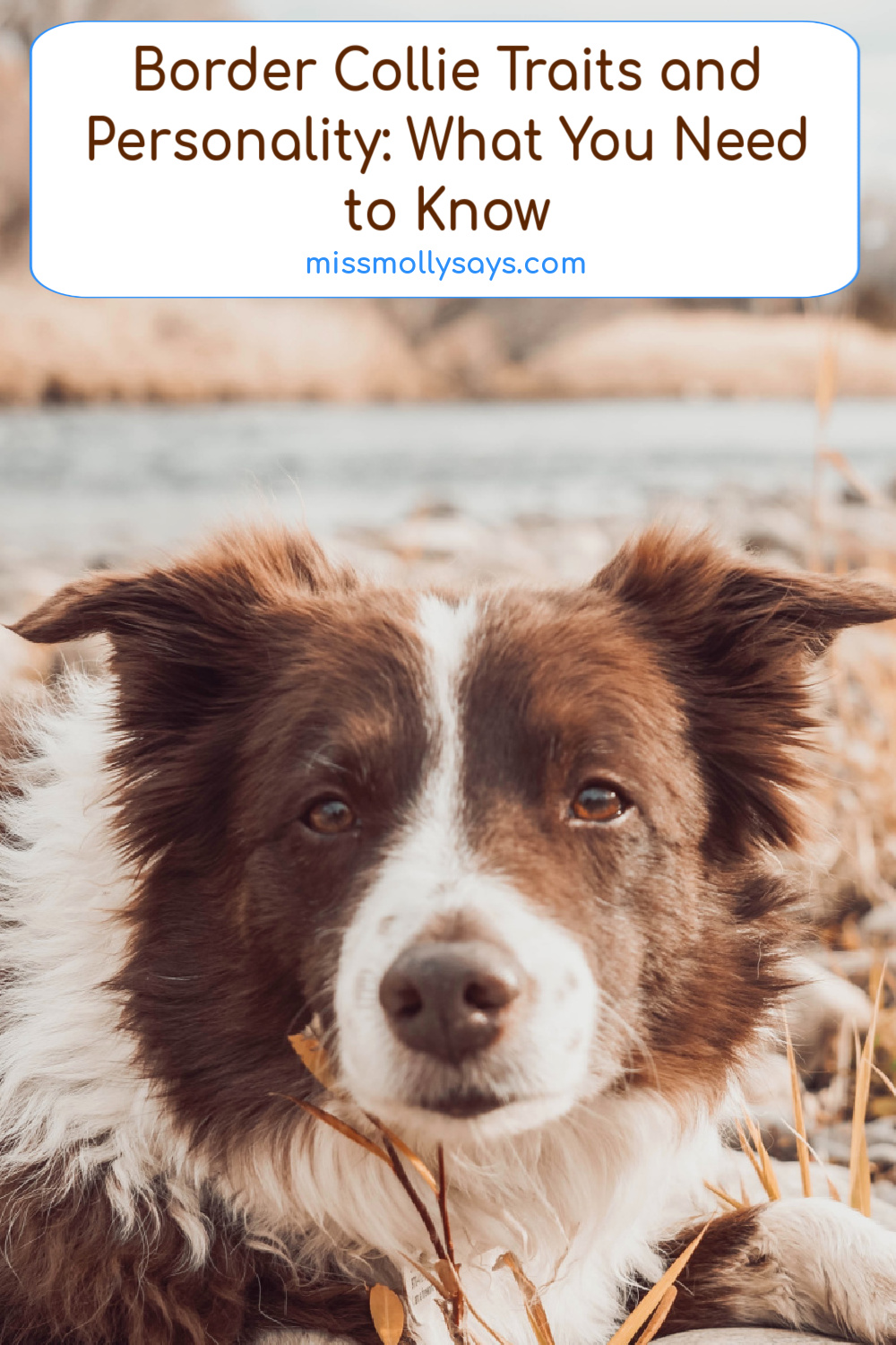 Border Collie Traits and Personality: What You Need to Know