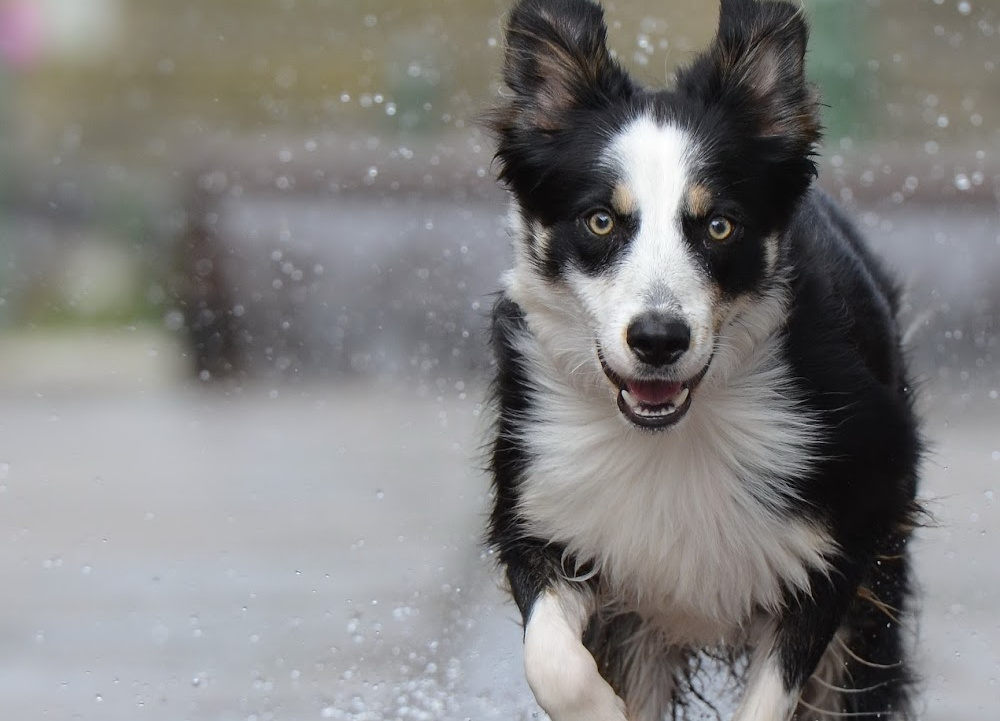 Border Collie Traits and Personality: What You Need to Know