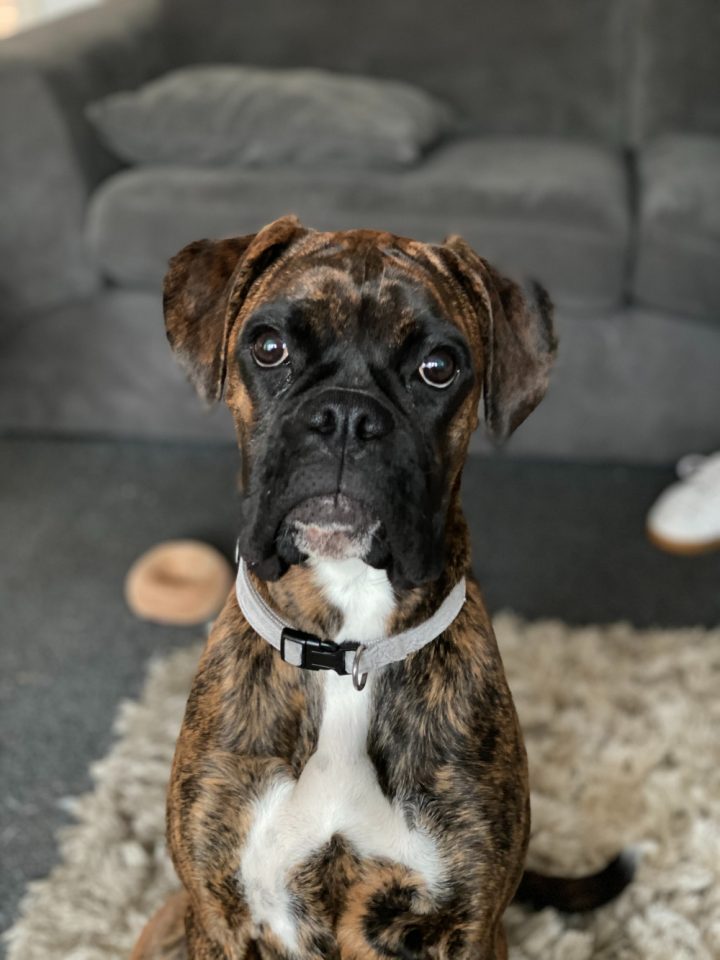 Everything You Need to Know About Owning a Boxer - Miss Molly Says