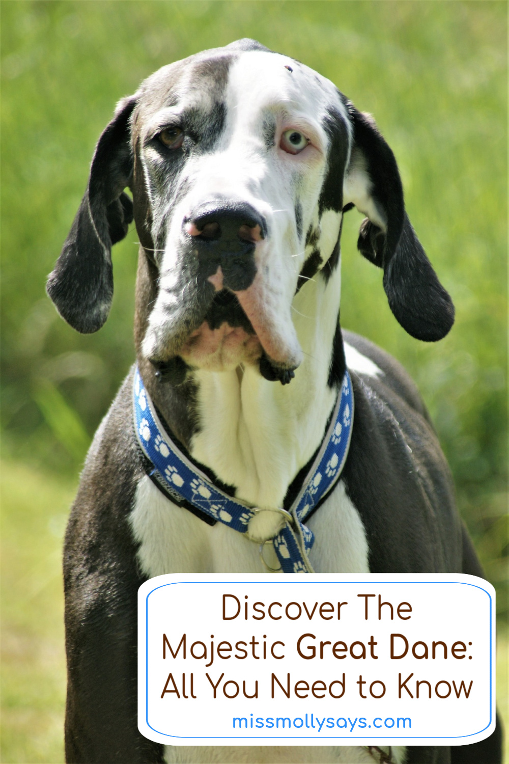Discover The Majestic Great Dane: All You Need to Know - Miss Molly Says